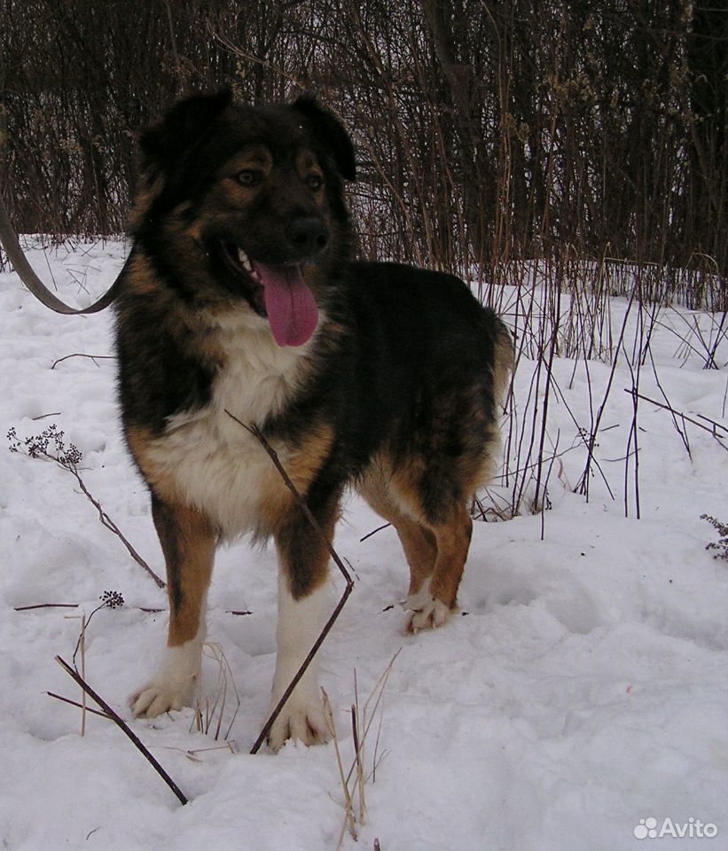 Красивый крупный пёс Тёма, 2 года