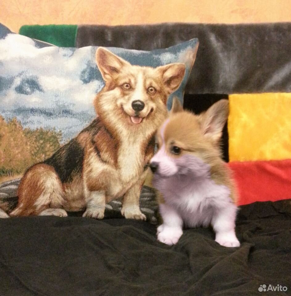 Вельш Корги Пемброк. Рыжие Лисята
