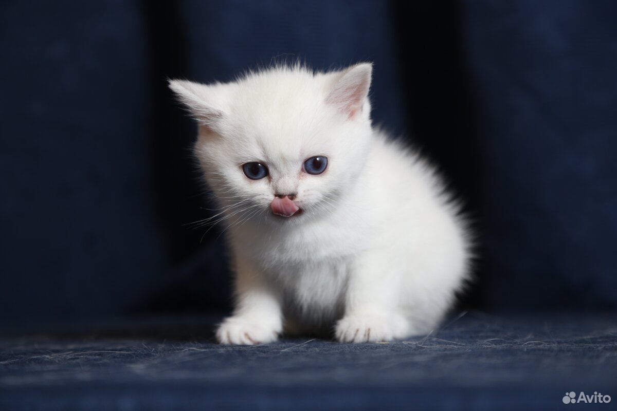 Британская белая шиншилла голубоглазка