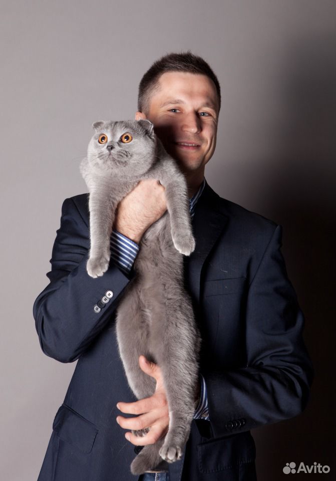Вислоухий шотландский кот приглашает на вязку