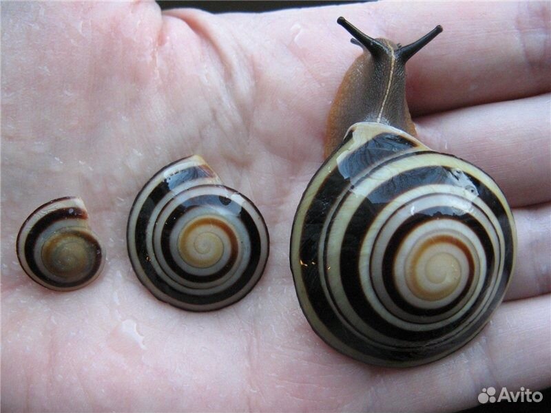 Древесные кубинские улитки