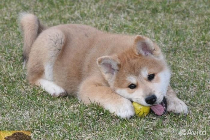 Девочки акита-ину