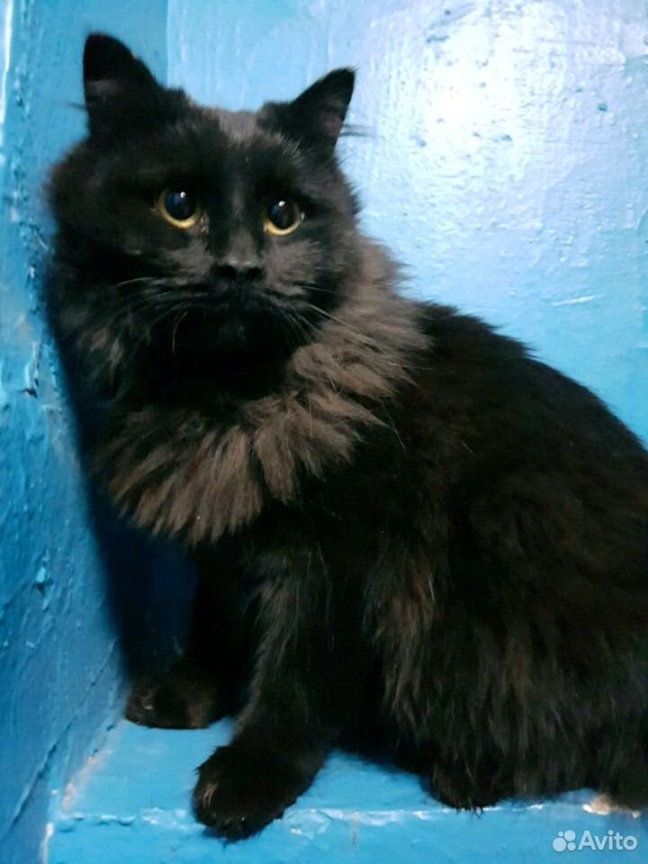 Лесной норвежский кот 1,5 года, кастрат, черный