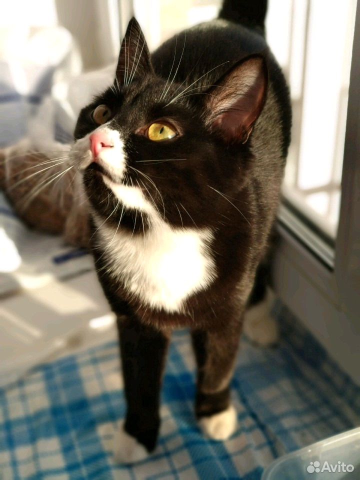 Ласковая кошечка