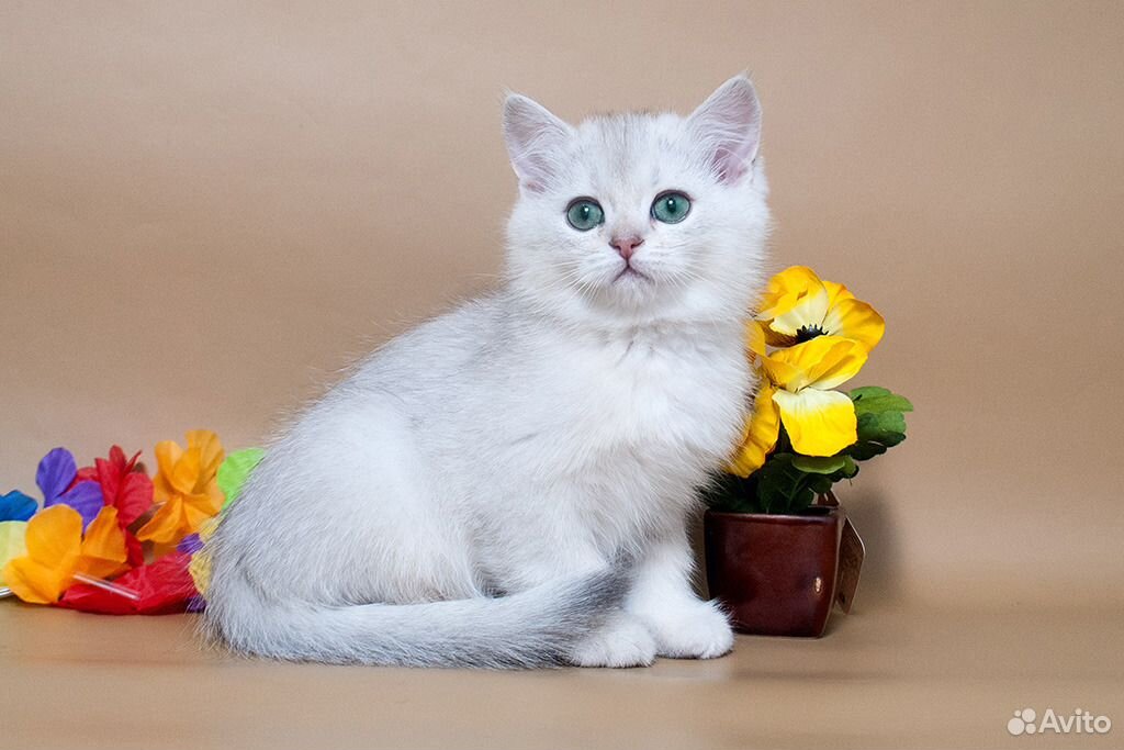 Британские котята - серебристые шиншиллы