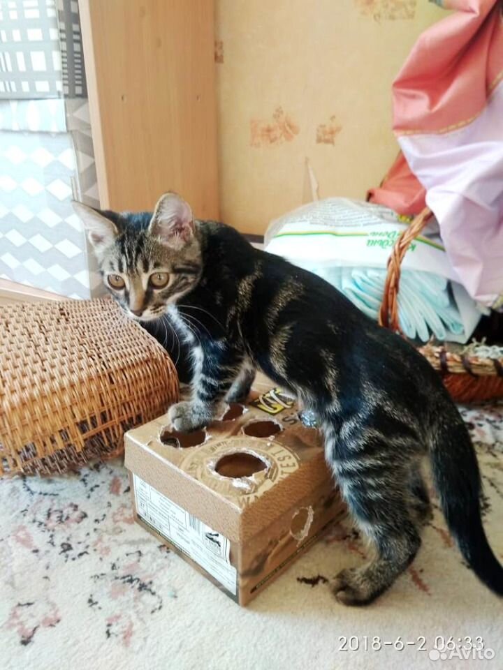 Марсель 3,5 мес., чудесный малыш эксклюзивного окр