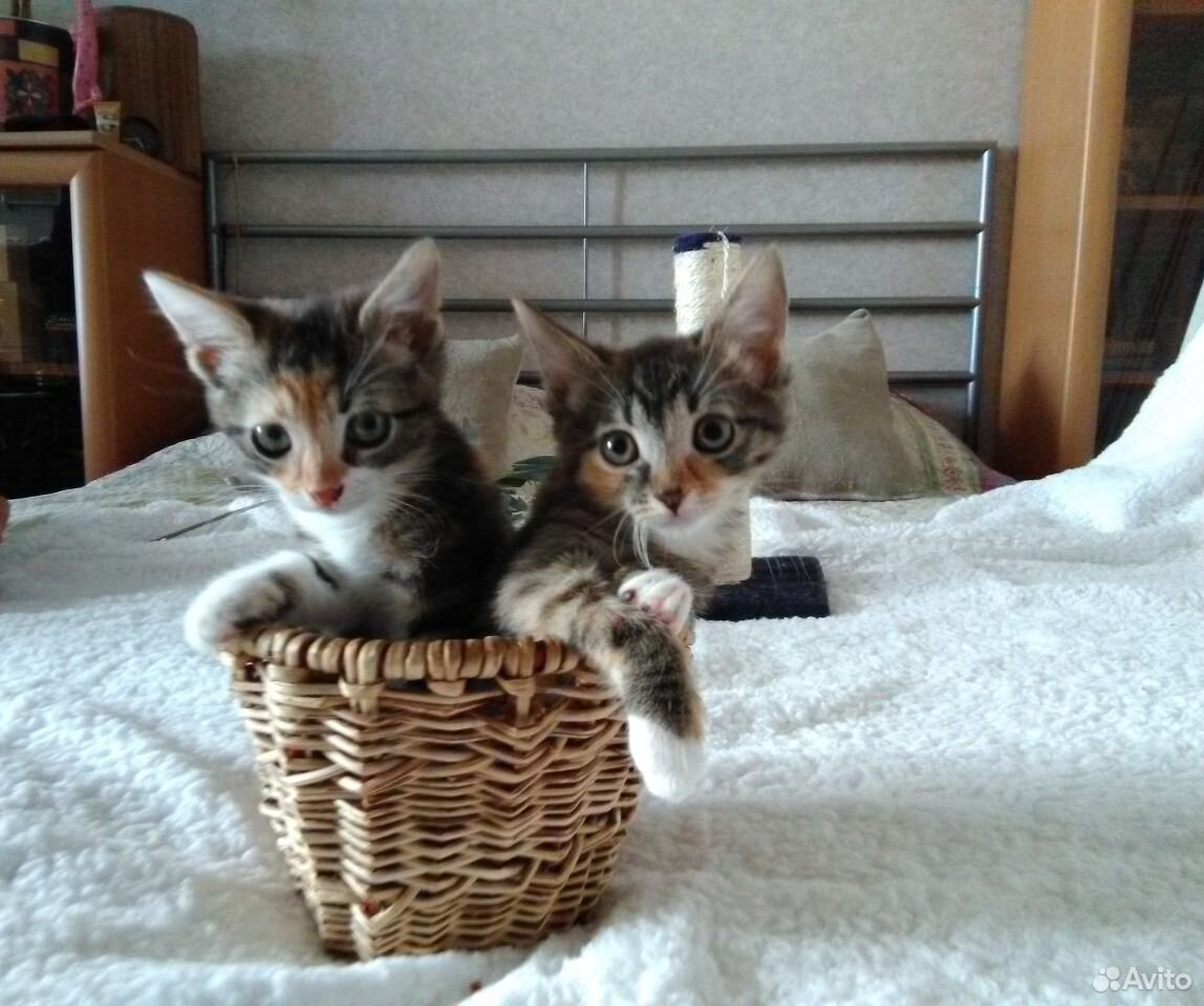 Котята милейшие,ждут мам-пап)