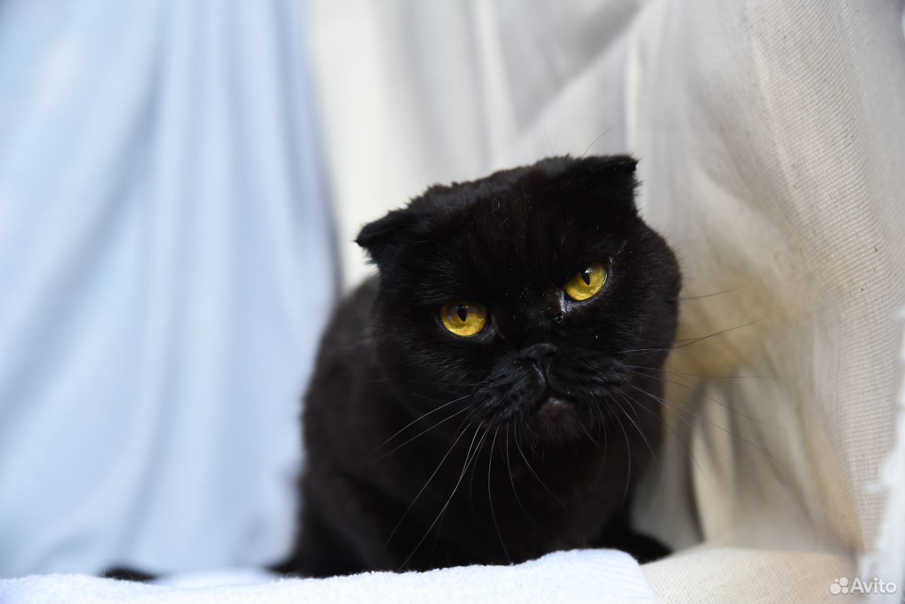 Ванда вислоушка в дар