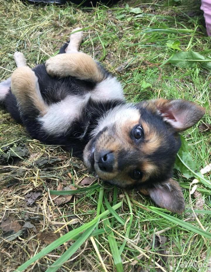 Супер щенки - вырастут меньше среднего размера