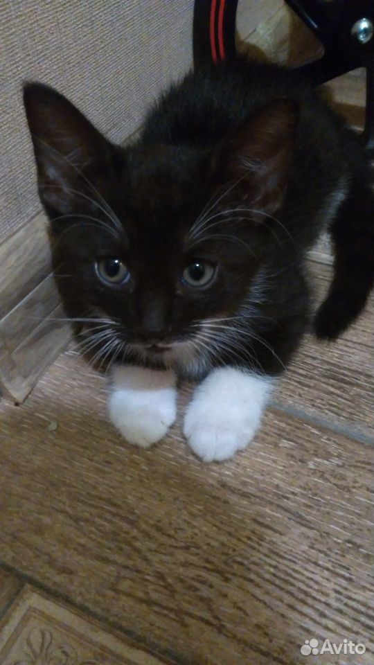 Котик в дар