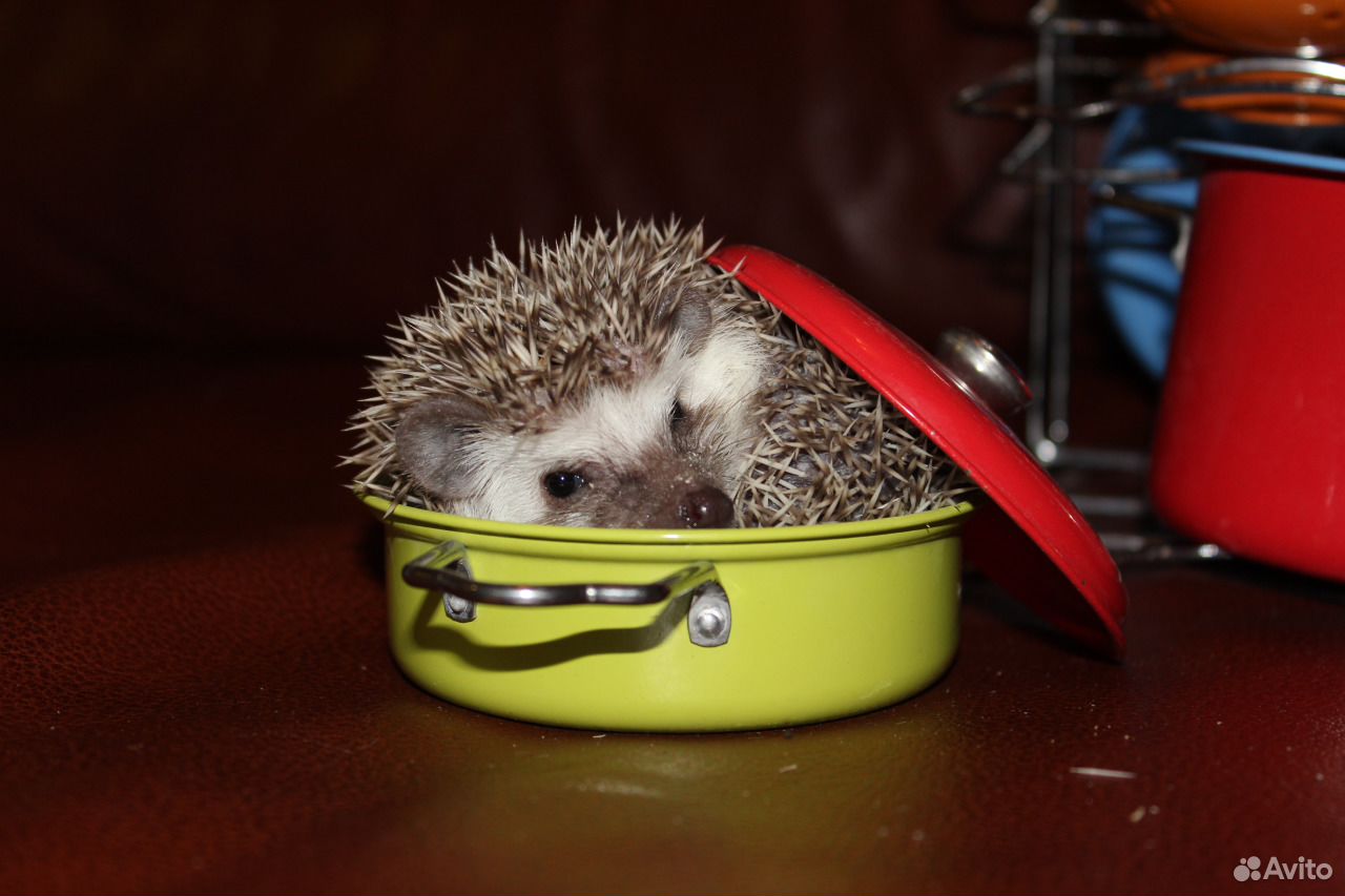 Африканские карликовые ёжики