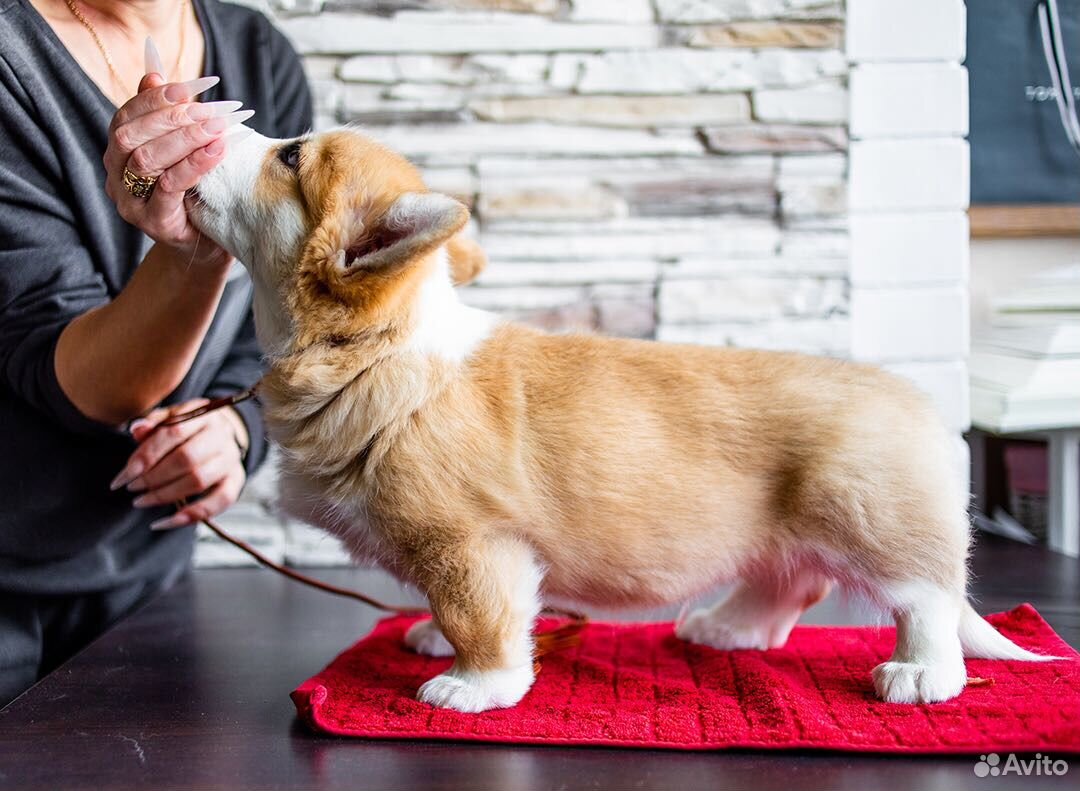Вельш Корги Пемброк щенки в Санкт-Петербурге