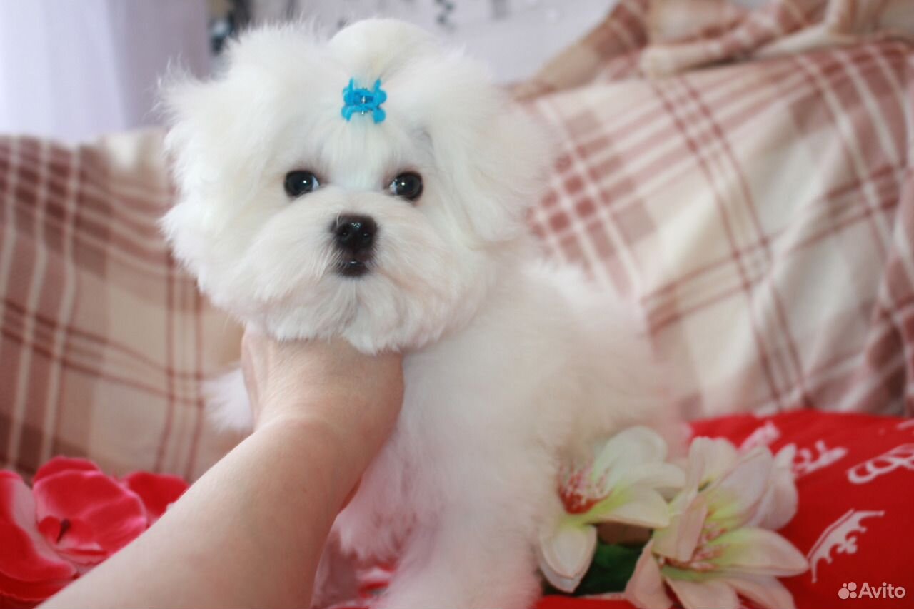 Очень красивый мини мальчик мальтезе 4 мес