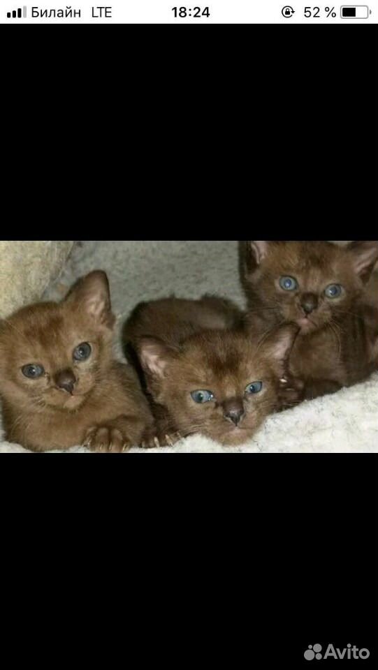 Бурманская