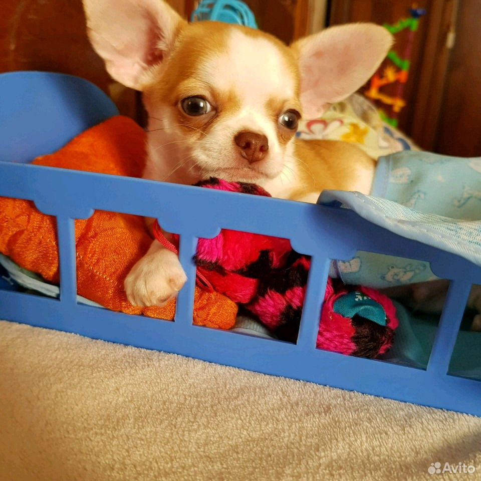 Тёмочка мини малыш чихуа