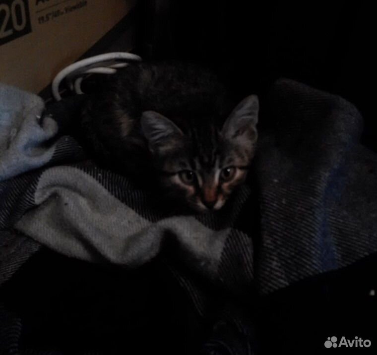 Маленкий котёнок в добрые руки