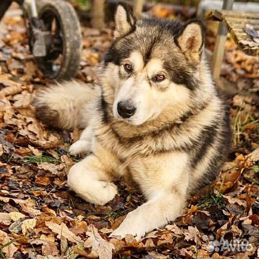 Вязка Аляскинский Маламут