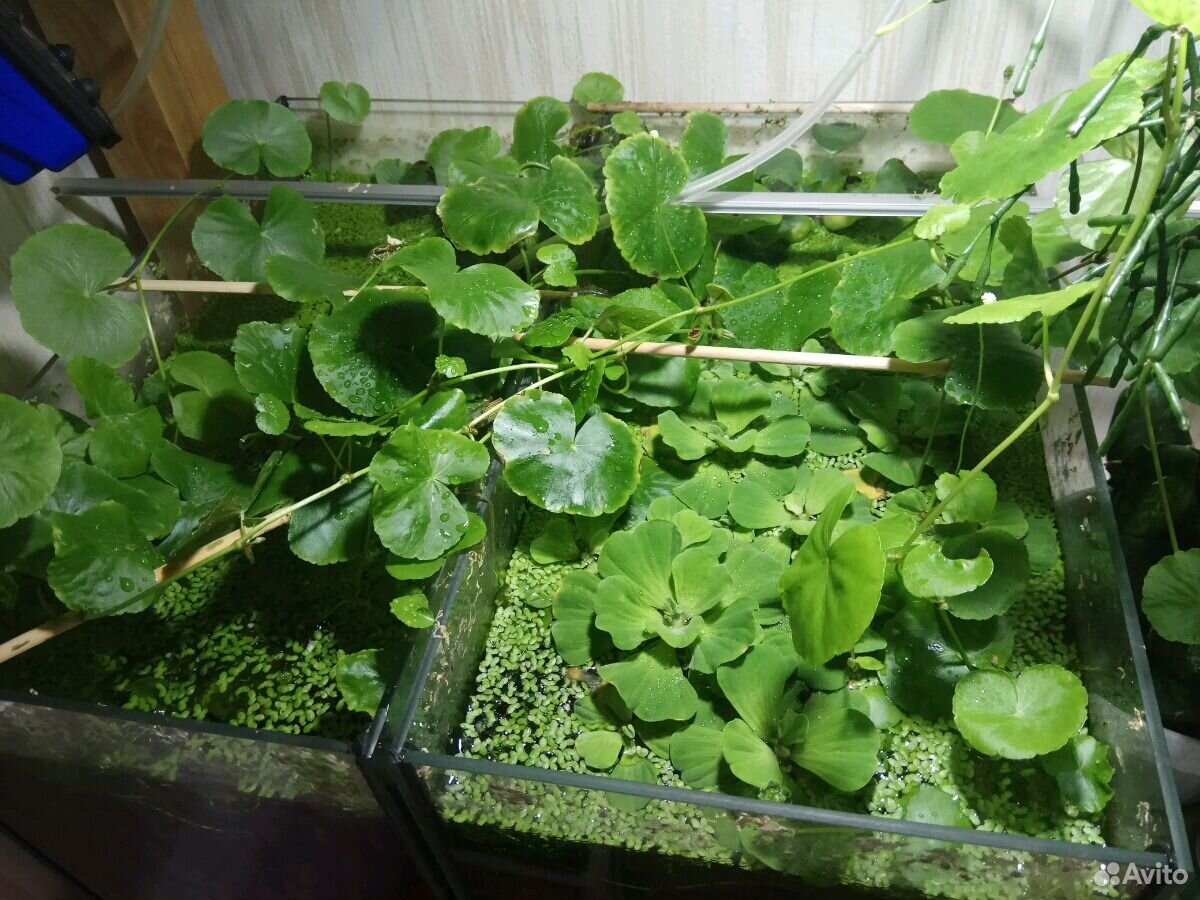 Гидрокотила белоголовая щитолистник, Риччия, креве