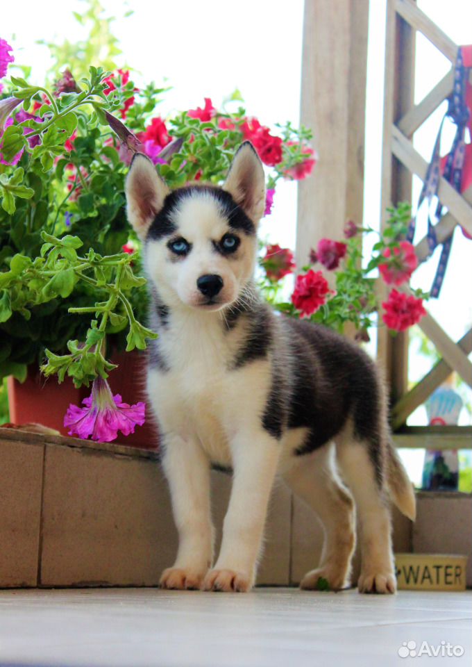 Сибирская хаски, голубоглазка