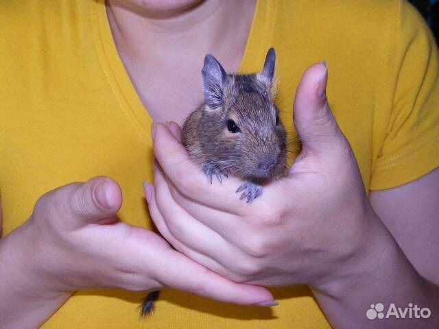 Продам дегу 1,5месяца