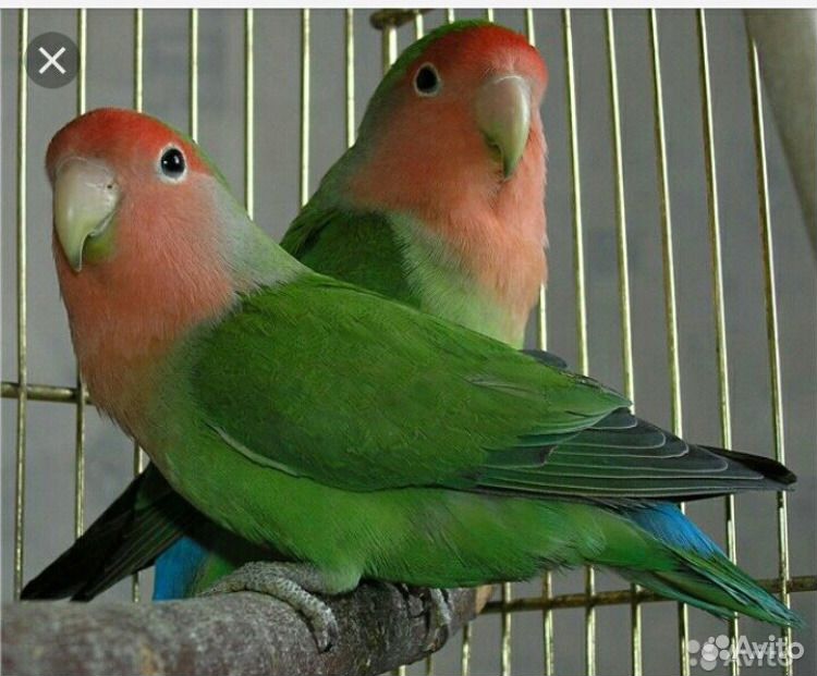 Попугаи Неразлучники