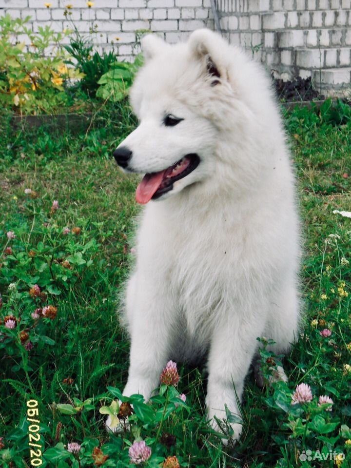Самоед - шикарная девочка