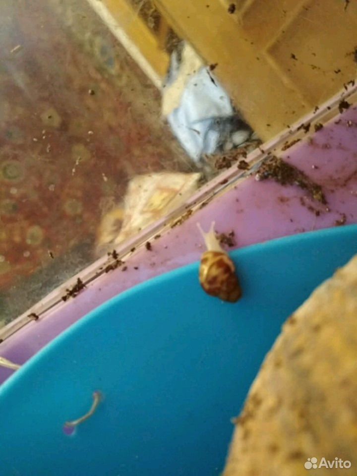 Ахатинские улитки