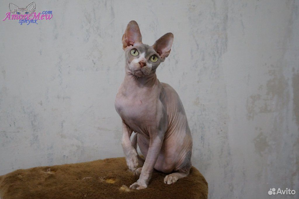 Кошечка Канадочка на пмж :)