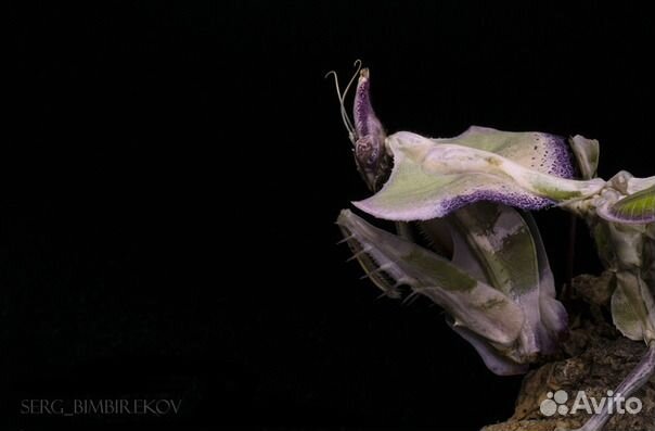 Богомол Idolomantis diabolica дьявольский цветок
