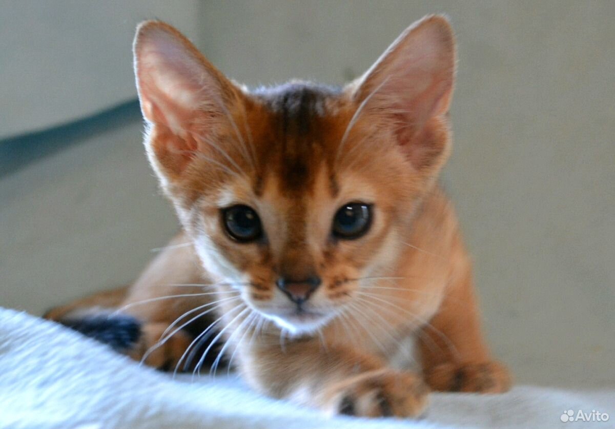 Абиссинский красавчик