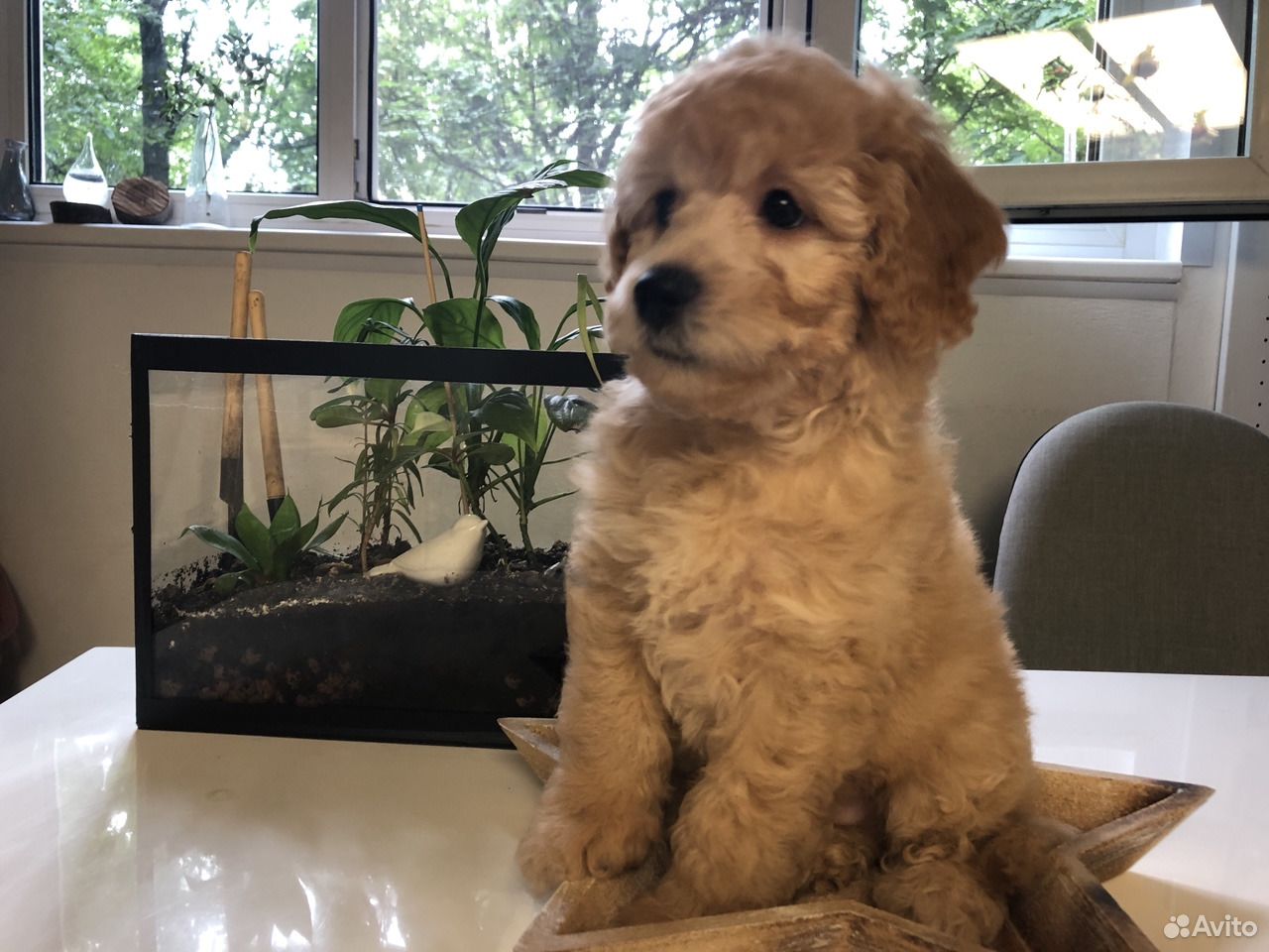 Мальчики карликовый пудель абрикос