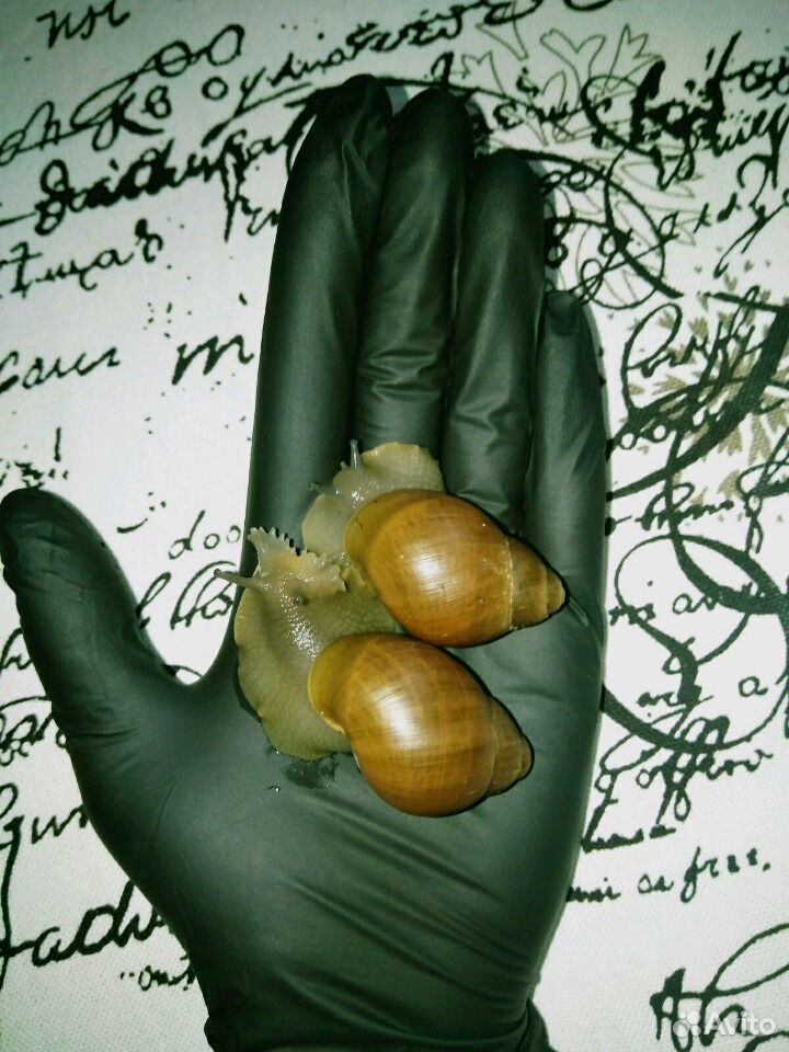 Улитки Megalobulimus oblongus (Мегасы)