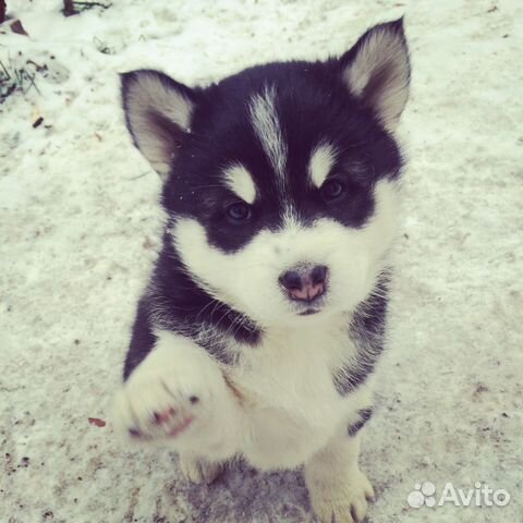 Шенки сибирской хаски
