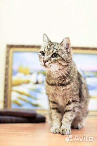 Милашка Плюшевый Уютничек в дар в добрые руки