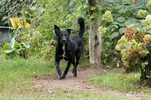 Дик, 1 год, метис лабродора и овчарки