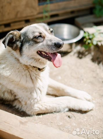 Ищет дом Альба