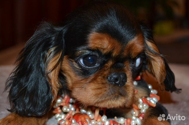 Красавица Кингуша