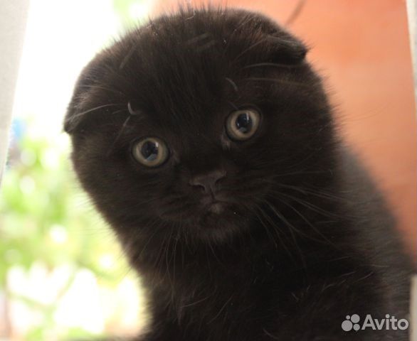 Вислоухие котята