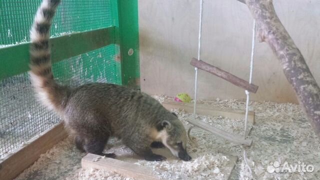 Енот носуха