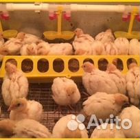 Суточные перепела породы Техас