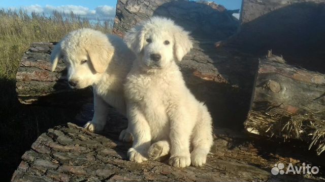 Щенки мареммо-абруцкой овчарки