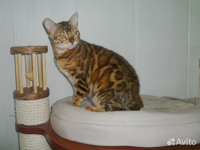 Взрослая бенгальская кошка, 2года