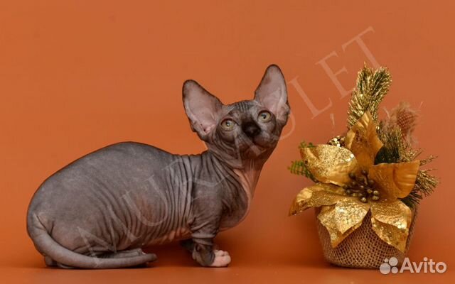 Девочка Бамбино