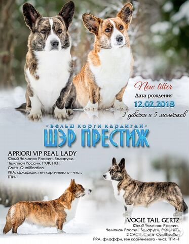 Щенки Вельш корги кардиган