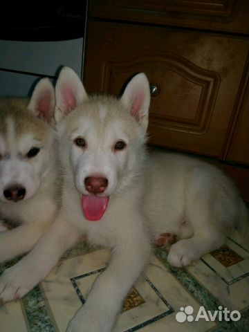 Сибирская хаски