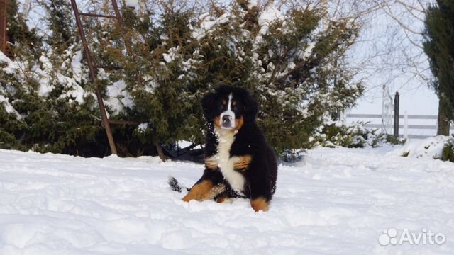 Щенки Бернского зенненхунда из питомника