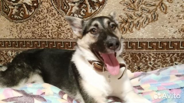 Ласковая в добрые руки