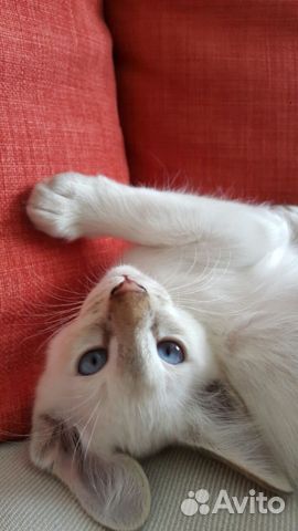 Котята - горящее предложение
