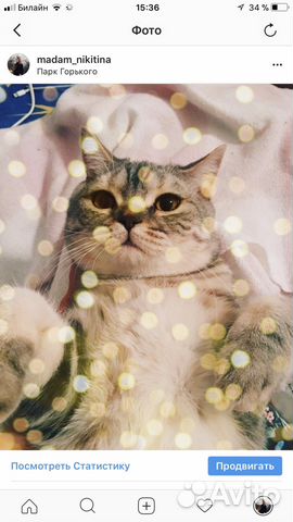 Шотландский кот Вязка