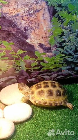 Среднеазиатская черепашка с террариумом